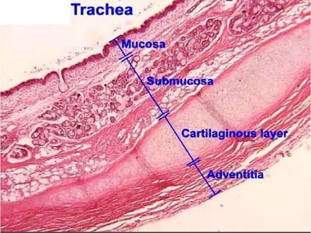 RESPIRATORY SYSTEM HISTOLOGY | PPTX
