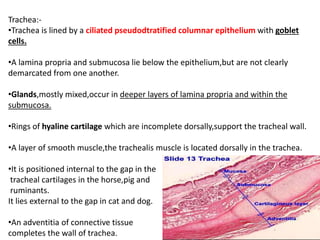 RESPIRATORY SYSTEM HISTOLOGY | PPTX