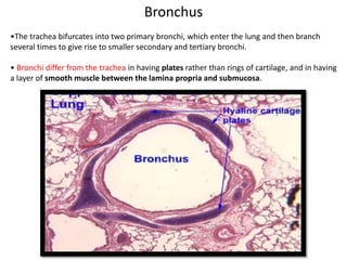RESPIRATORY SYSTEM HISTOLOGY | PPTX