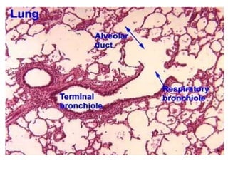 Terminal Bronchiole Histology