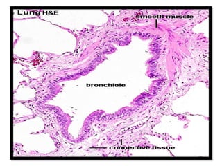 Bronchiole Histology