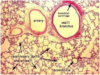 Bronchioles Slide
