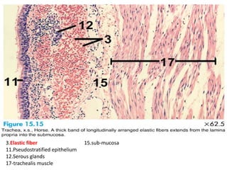 Trachealis Muscle Histology