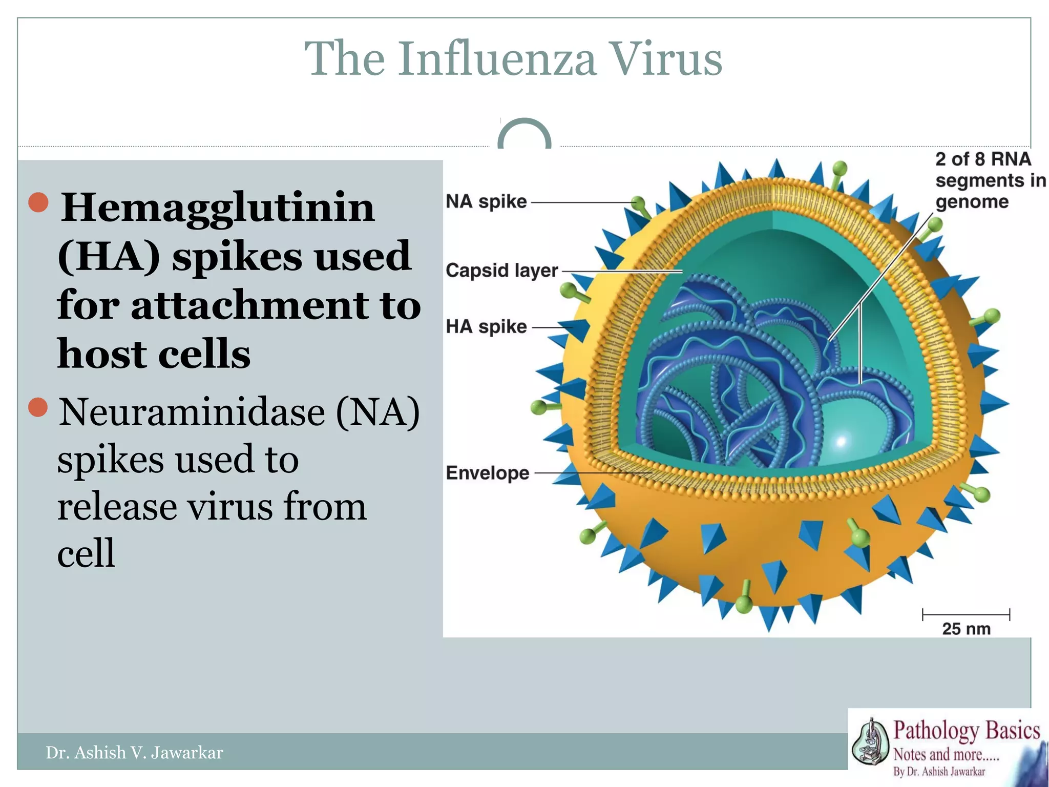 respiratory infections - microbiology | PPT