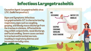 Respiratory Infection in Poultry_20241206_073159_0000.pdf