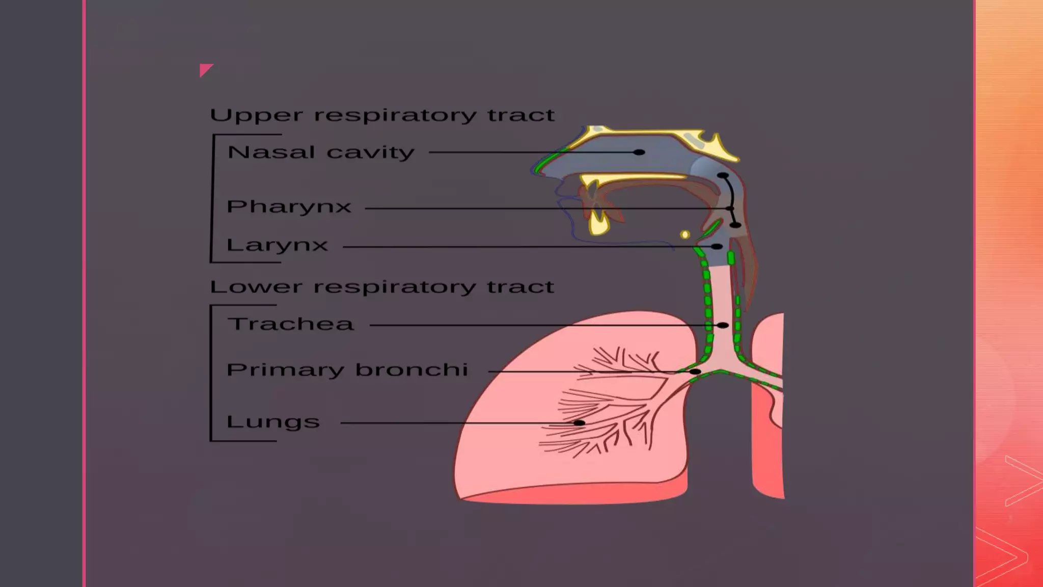 Respiratory instrumentation | PPTX