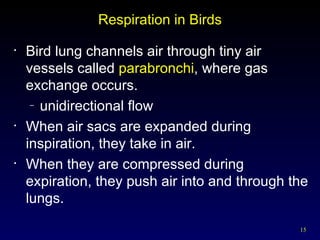 Respiratory intro | PPT