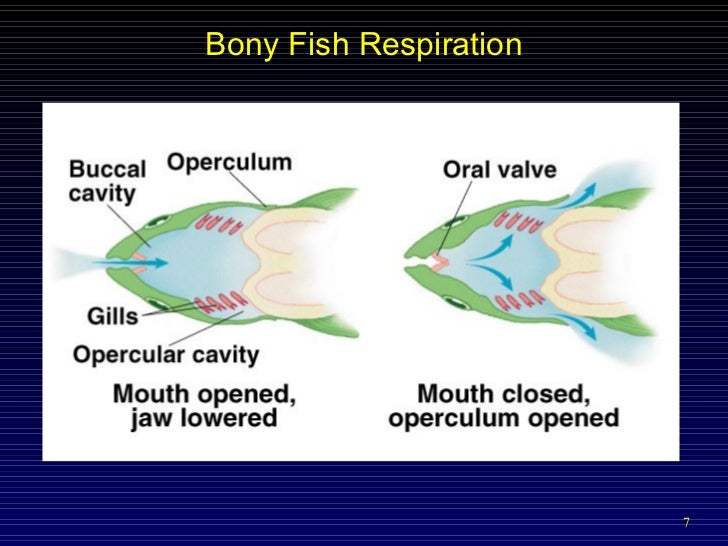 Respiratory intro