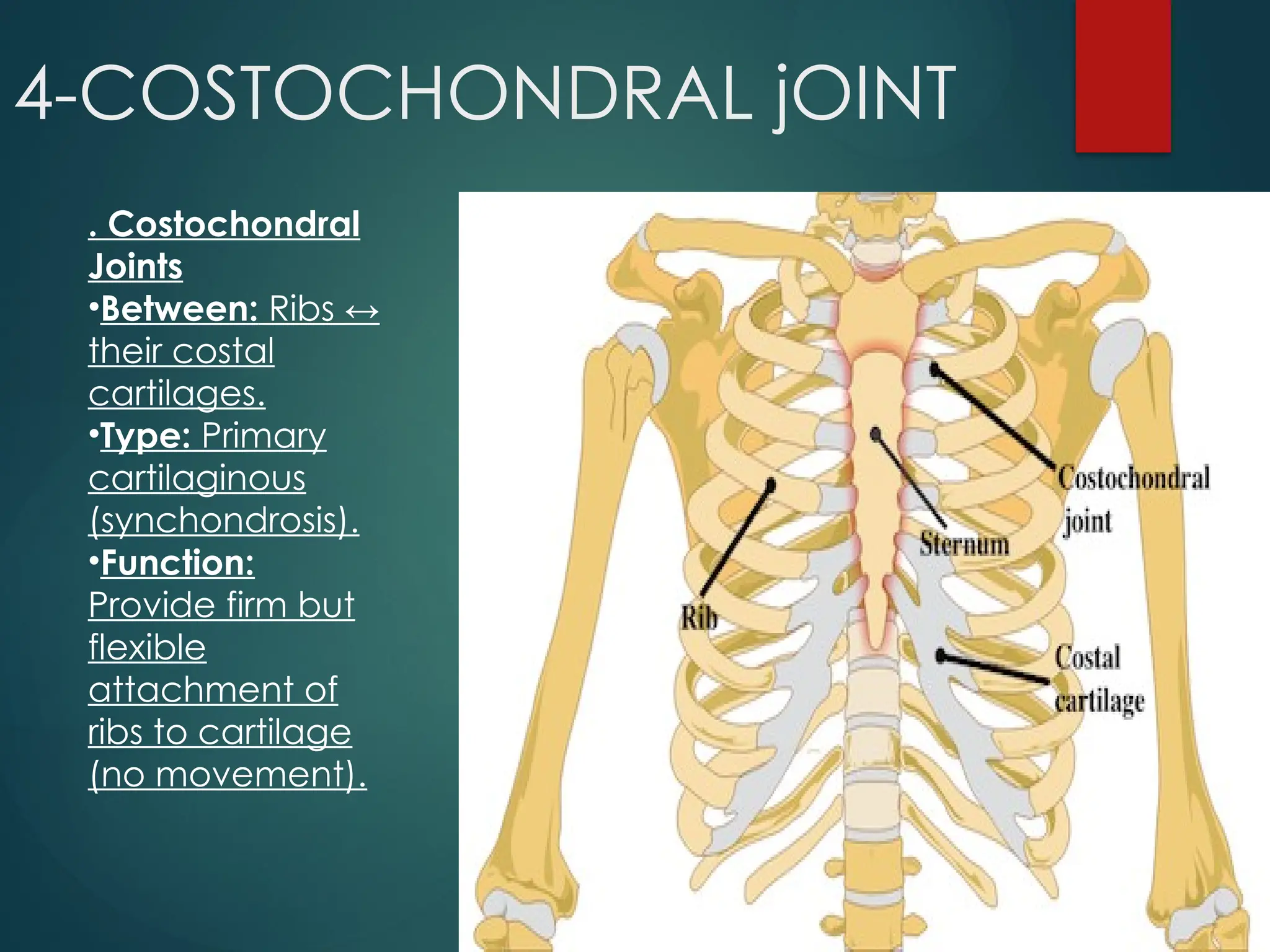 Respiratory_Joints_and_Clinical_Correlations (1).pptx