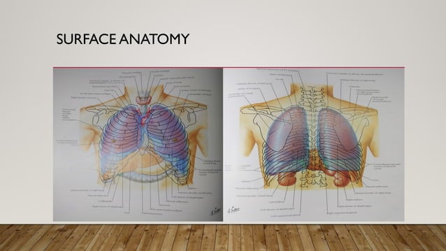 respiratory Medicine slideshow lung anat.pptx