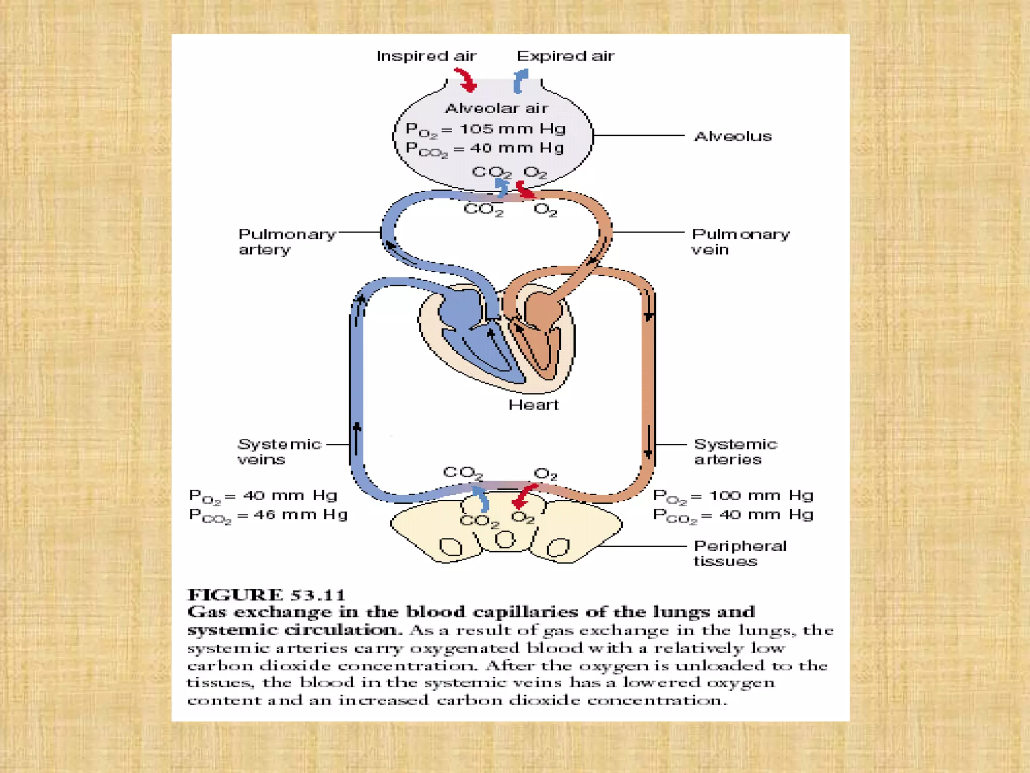 Respiratory methods | PPT
