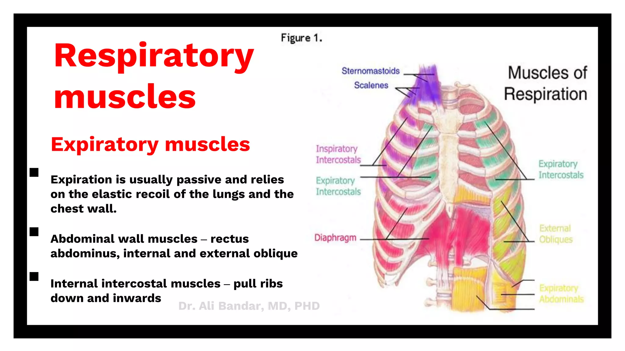 Mechanics of breathing, Lung mechanics, ventilation, Oxygen and Carbon ...