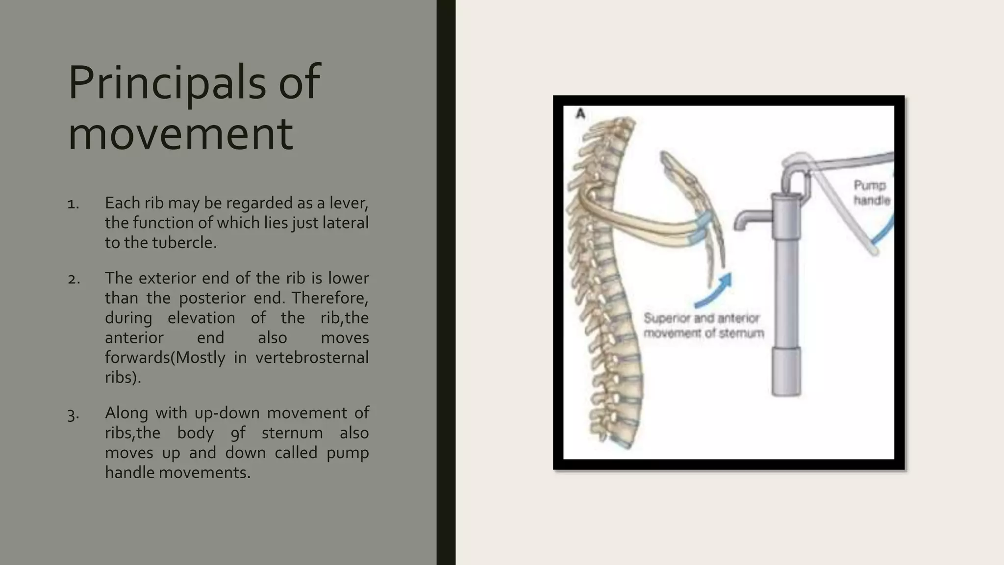 Respiratory movement | PPTX