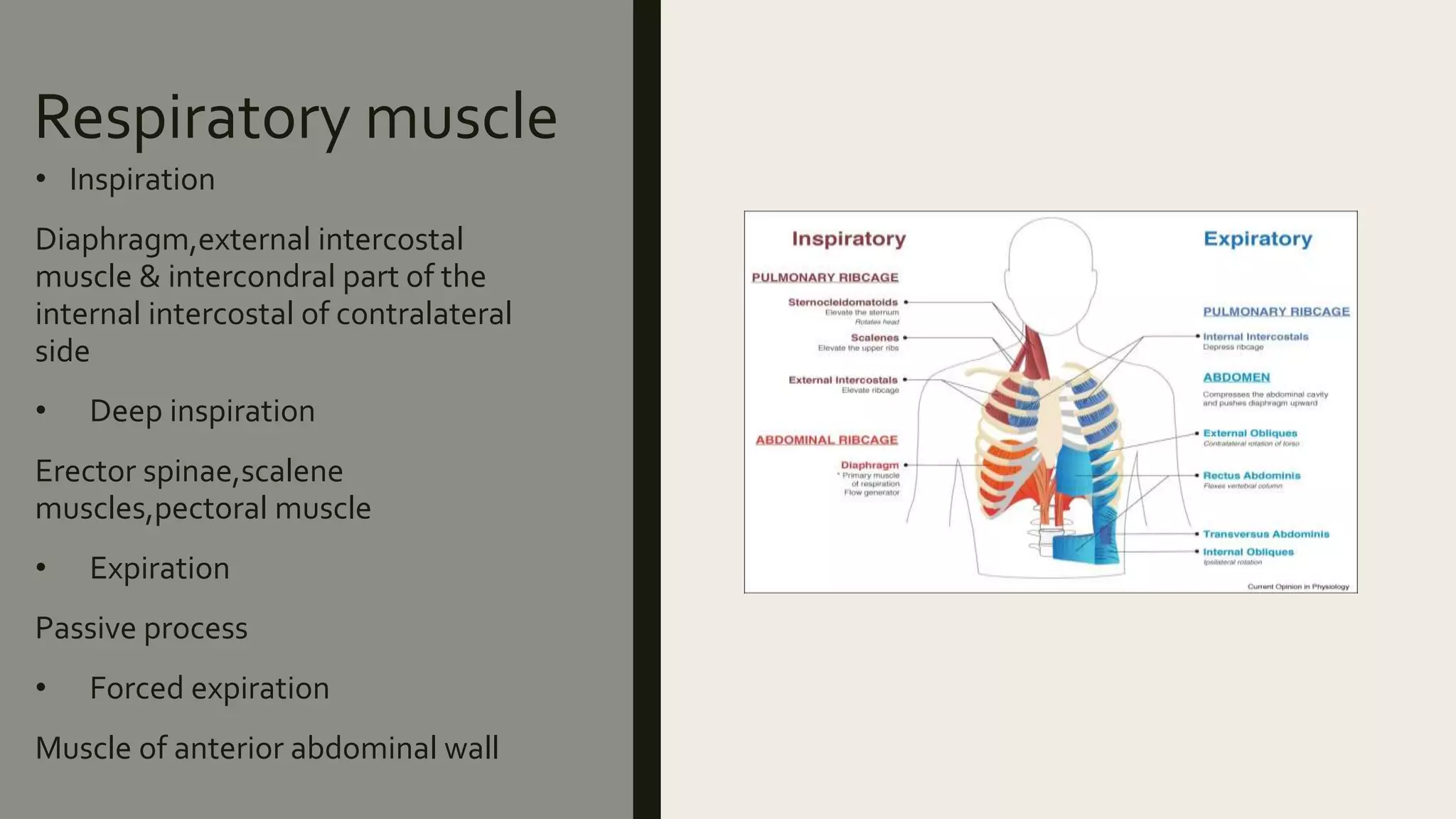 Respiratory movement | PPTX