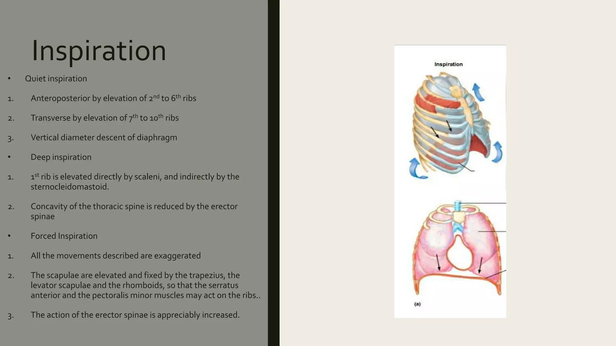 Respiratory movement | PPTX