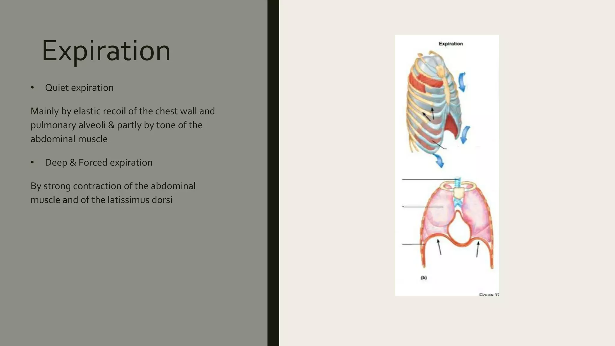 Respiratory movement | PPTX