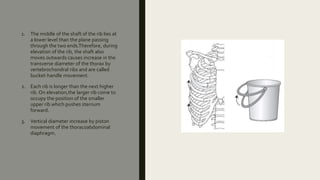 Respiratory movement | PPTX