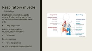 Respiratory movement | PPTX