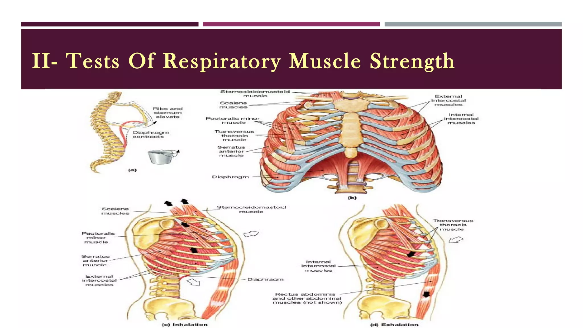 Respiratory Muscle Assessment | PPT