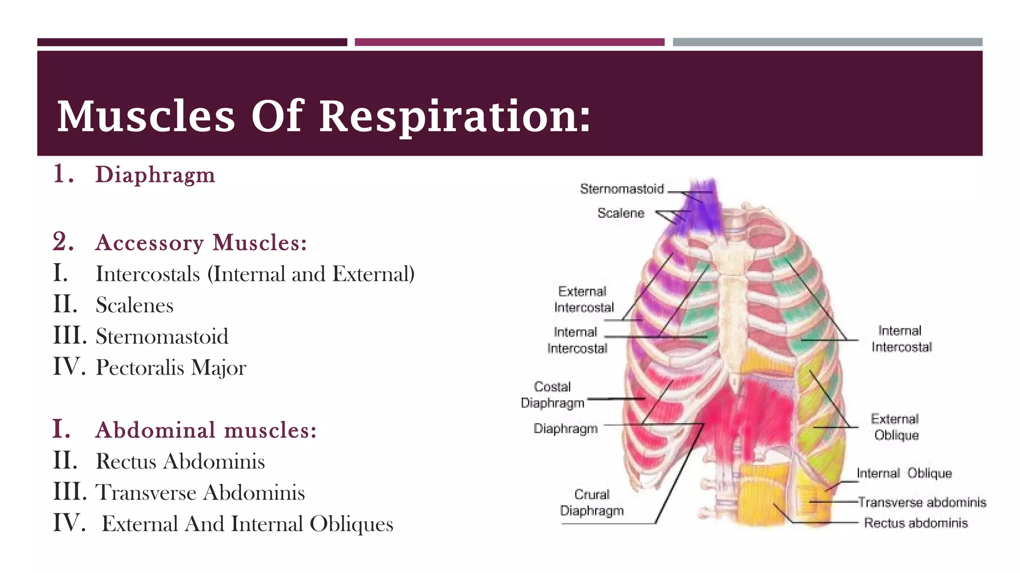 Respiratory Muscle Assessment | PPT