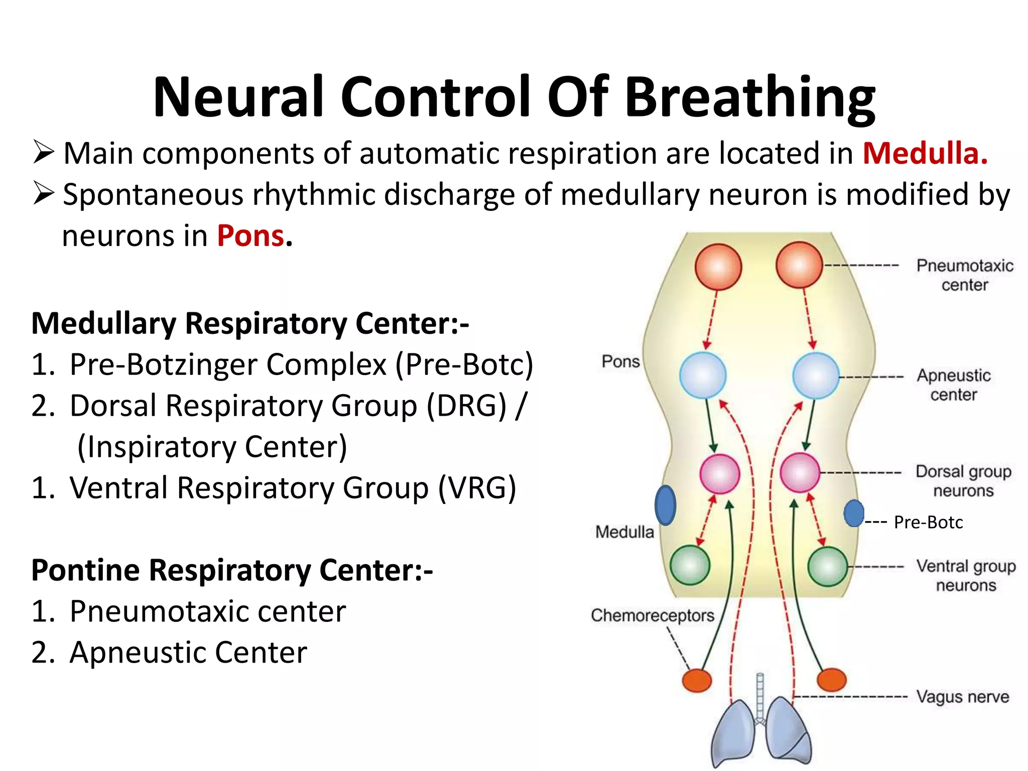 Respiratory neural control | PPTX