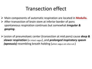 Respiratory neural control | PPTX