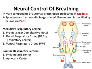 Respiratory neural control | PPT