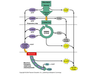 respiratory nga need i balhin.pptaaDADFFFF | PPT | Free Download