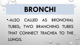 Respiratory system or The Breathing System | PPTX
