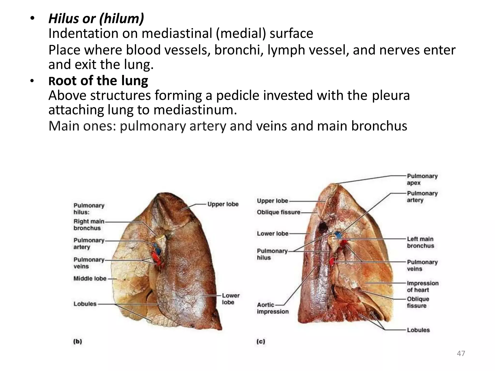 Respiratory system Anatomy | PPT