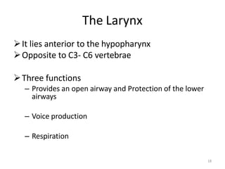 Respiratory system Anatomy | PPTX