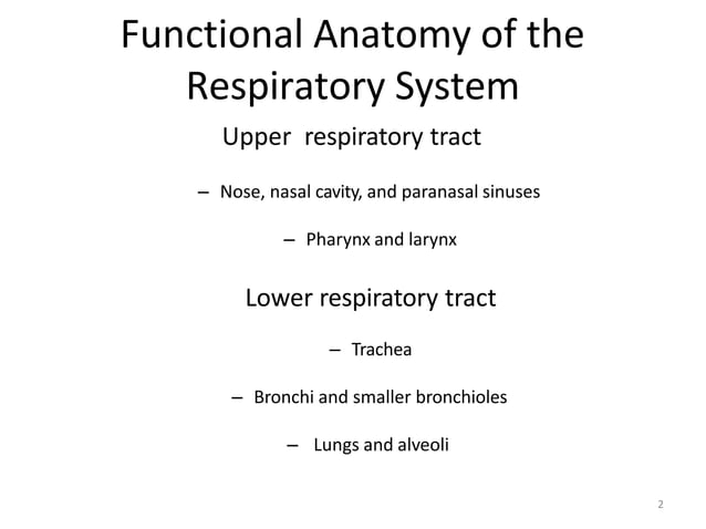 Respiratory system Anatomy | PPT