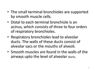 Respiratory system Anatomy | PPTX