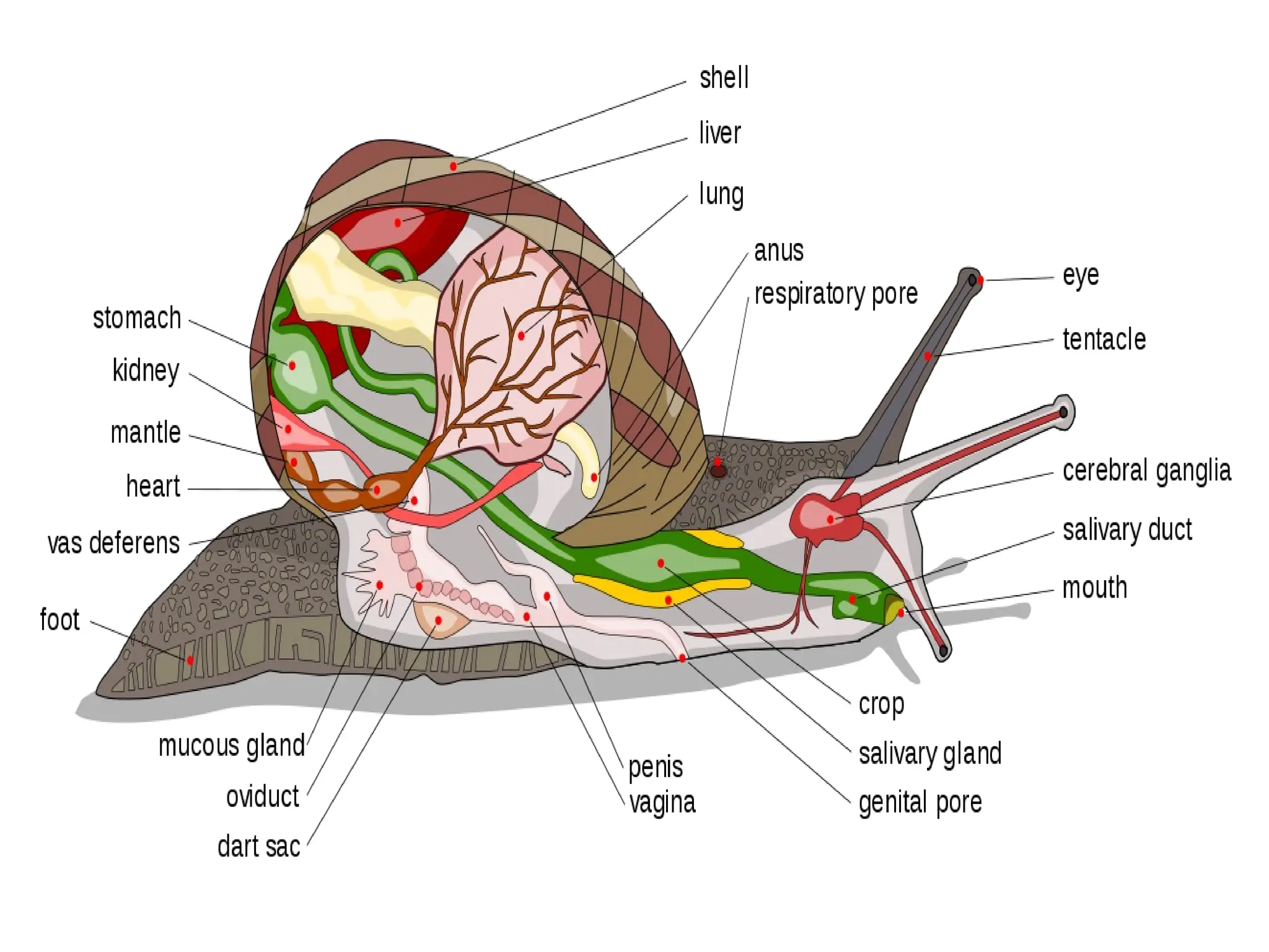 RESPIRATORY ORGANS AND RESPIRATION PROCESS IN INVERTEBRATE AND ...