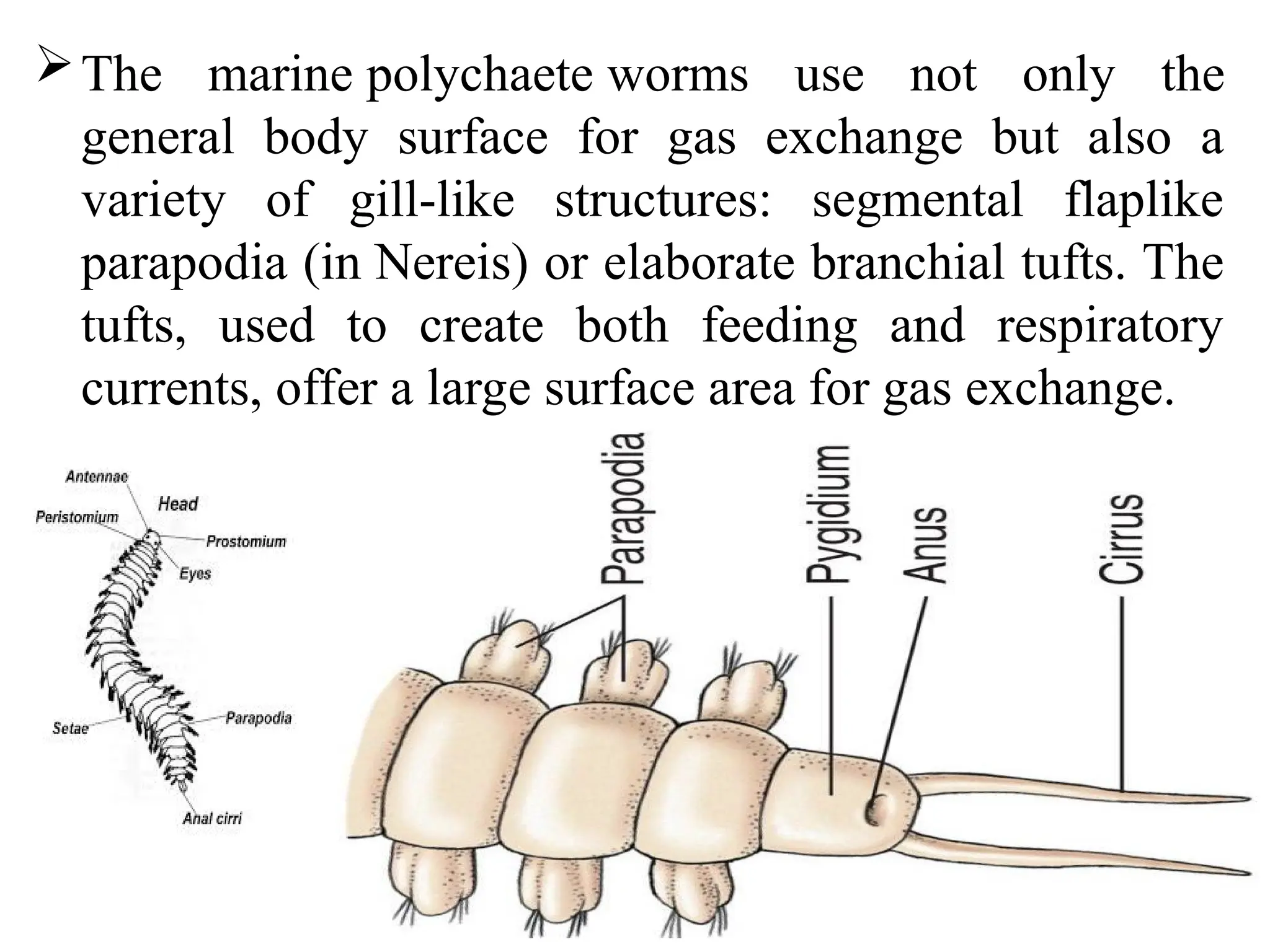 RESPIRATORY ORGANS AND RESPIRATION PROCESS IN INVERTEBRATE AND ...