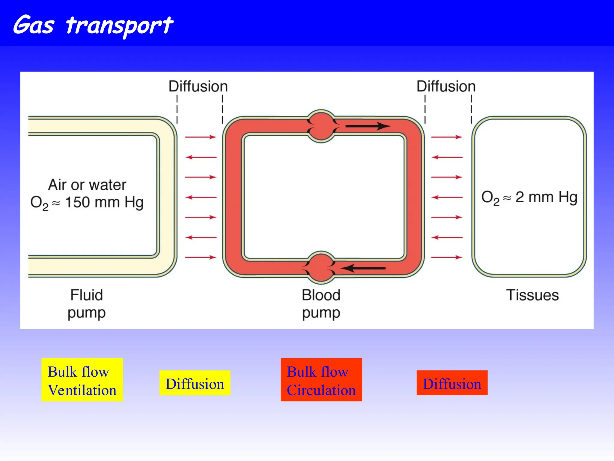 RESPIRATORY ORGANS AND RESPIRATION PROCESS IN INVERTEBRATE AND ...