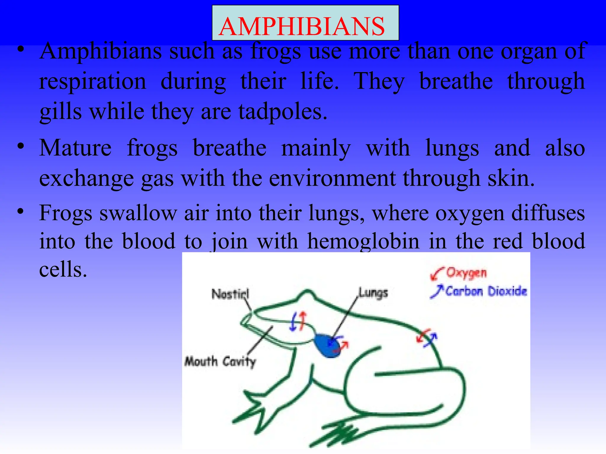 RESPIRATORY ORGANS AND RESPIRATION PROCESS IN INVERTEBRATE AND ...