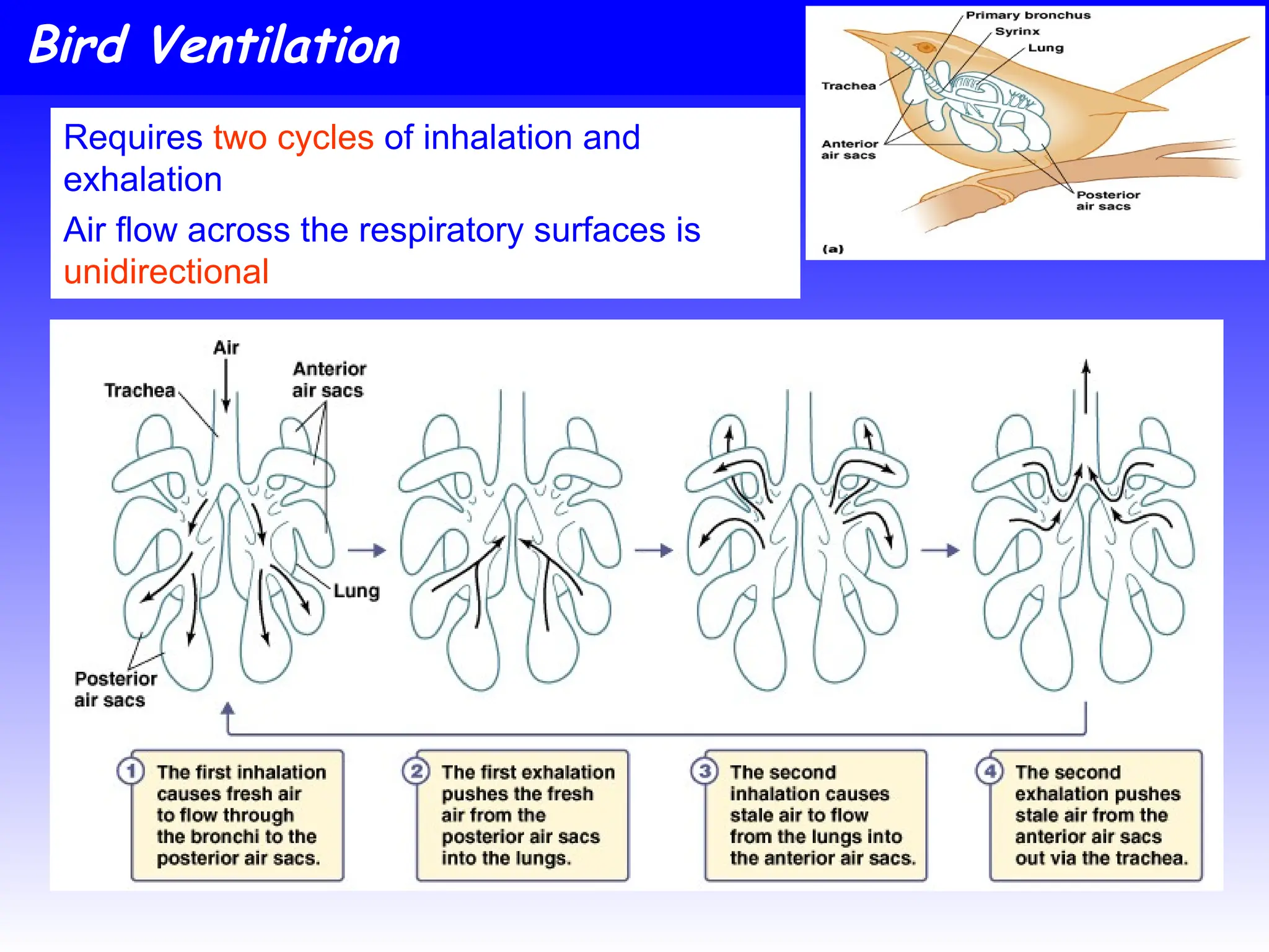RESPIRATORY ORGANS AND RESPIRATION PROCESS IN INVERTEBRATE AND ...