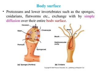 RESPIRATORY ORGANS AND RESPIRATION PROCESS IN INVERTEBRATE AND ...