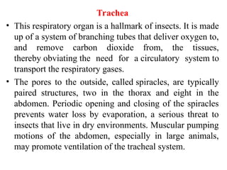 RESPIRATORY ORGANS AND RESPIRATION PROCESS IN INVERTEBRATE AND ...