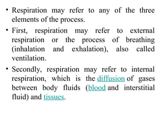 RESPIRATORY ORGANS AND RESPIRATION PROCESS IN INVERTEBRATE AND ...