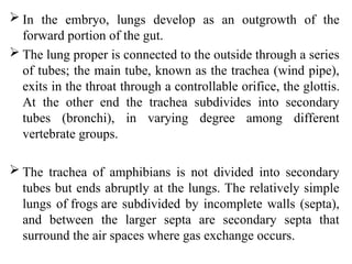 RESPIRATORY ORGANS AND RESPIRATION PROCESS IN INVERTEBRATE AND ...