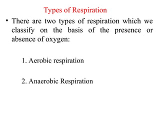RESPIRATORY ORGANS AND RESPIRATION PROCESS IN INVERTEBRATE AND ...