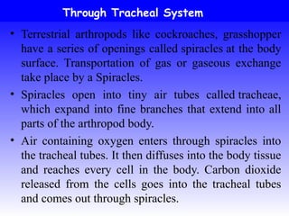 RESPIRATORY ORGANS AND RESPIRATION PROCESS IN INVERTEBRATE AND ...
