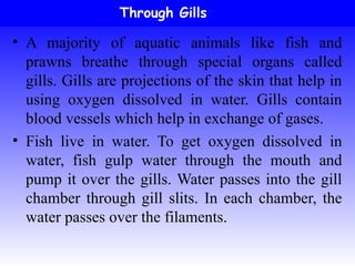 RESPIRATORY ORGANS AND RESPIRATION PROCESS IN INVERTEBRATE AND ...