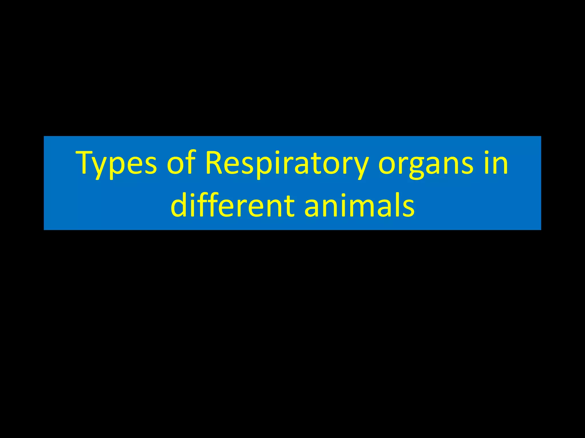 Respiratory organs in different animals | PPTX