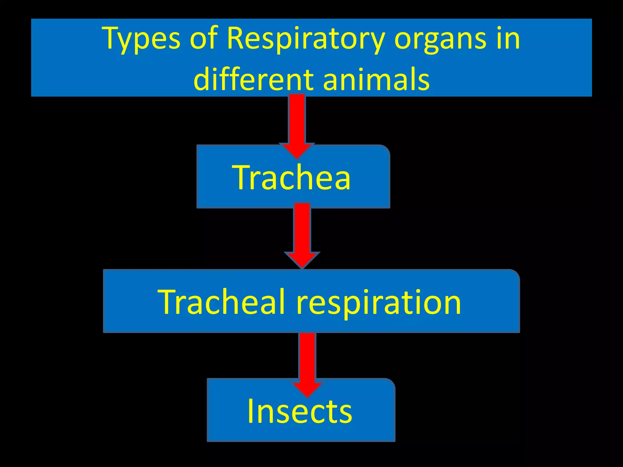 Respiratory organs in different animals | PPTX