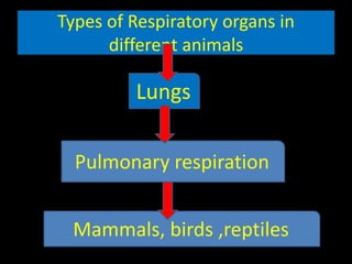 Respiratory organs in different animals | PPTX