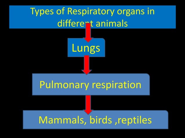 Respiratory organs in different animals | PPTX