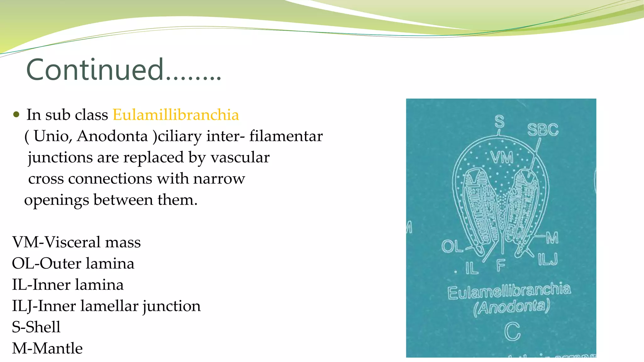 Gills in invertebrates | PPTX